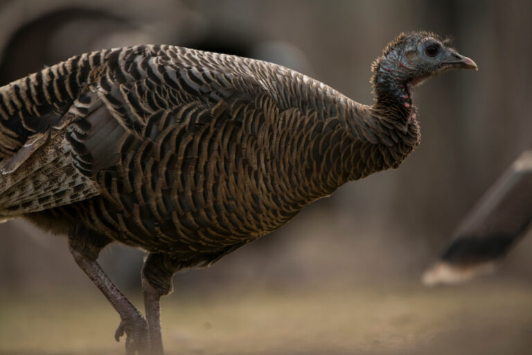 Turkeys: What's a beard? And Spurs? Bowhunters United