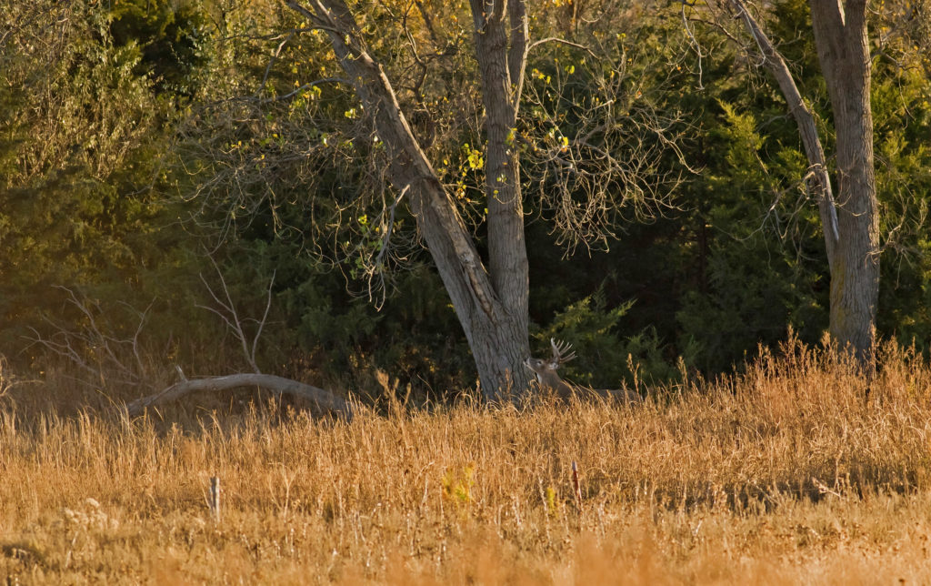 2 - Pinpointing animals - John Hafner - Bowhunters United Bowhunters United