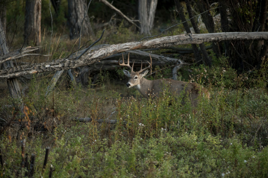 3 - The Fate of an Animal - John Hafner - Bowhunters United Bowhunters ...