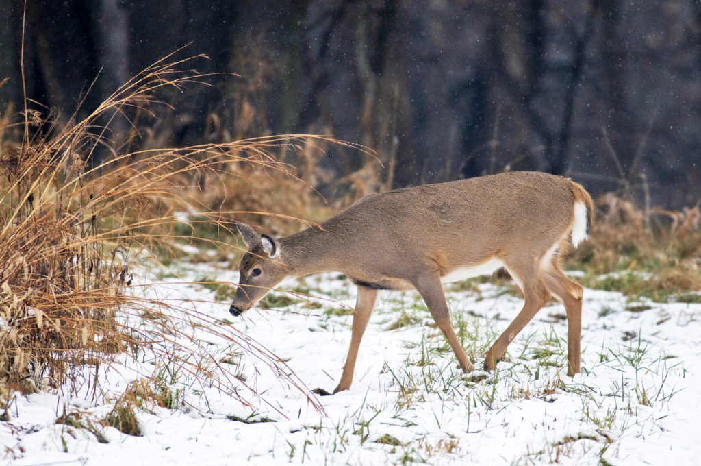 Hero - What do deer eat - John Hafner - Bowhunters United Bowhunters United