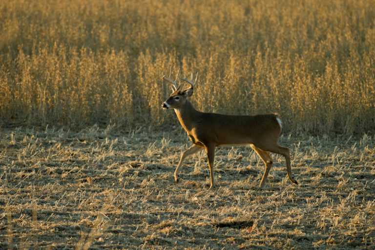 Identify, Decode Whitetail Body Language Bowhunters United