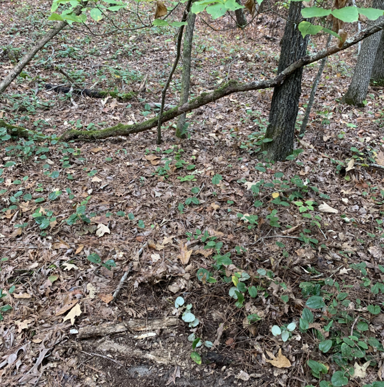Rut-Hunting Strategies: Capitalize on Rubs and Scrapes Bowhunters United