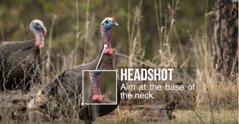 Tricky Business: Shot Placement on Turkeys Bowhunters United