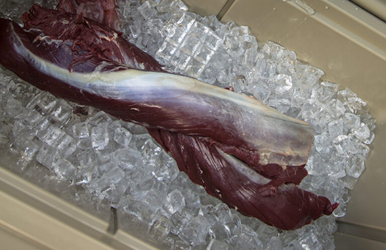 Beginner’s Guide to Bowhunting White-tailed Deer Bowhunters United