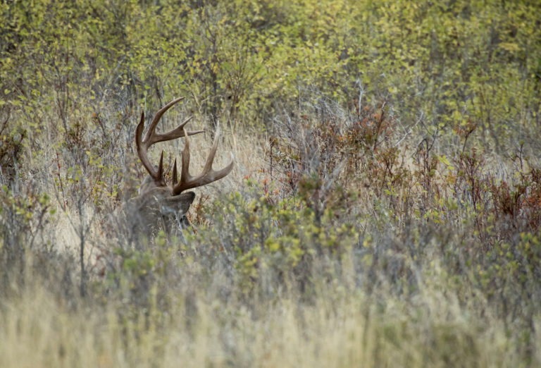 5 Traits of Great Hunting Spots Bowhunters United