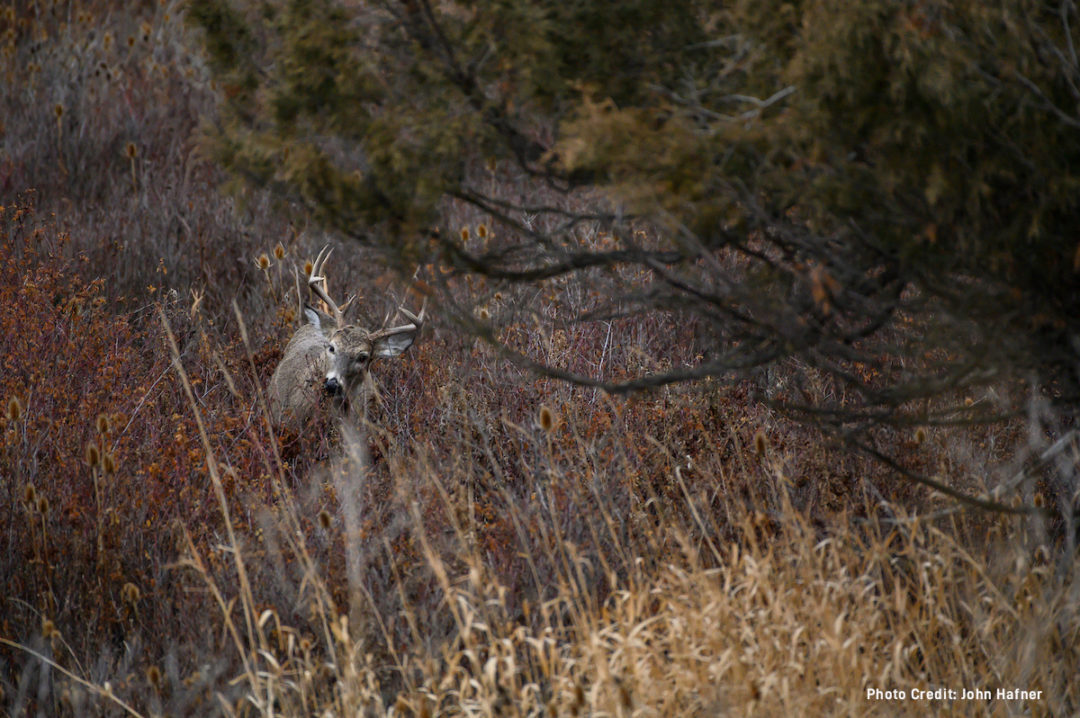 Hero - Plant - John Hafner - Bowhunters United Bowhunters United