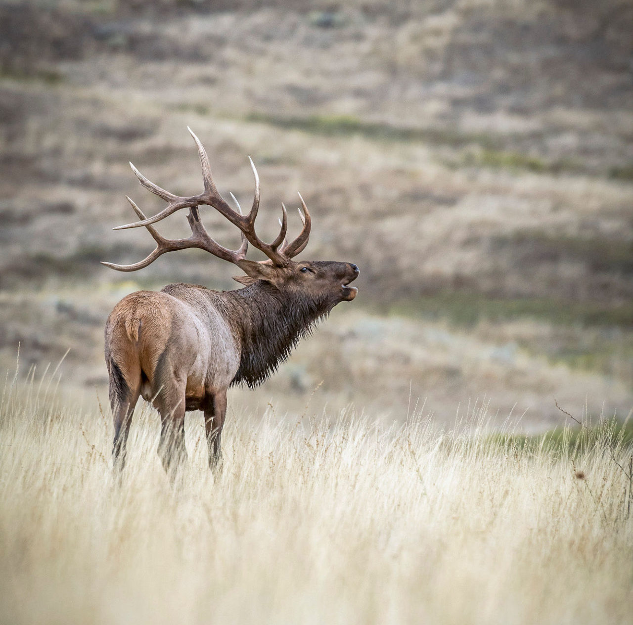 Making Sense of Lifetime Hunting Licenses Bowhunters United