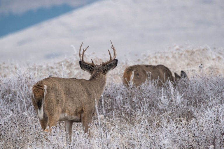 Rut Formula 2022: How to Make It Happen Bowhunters United