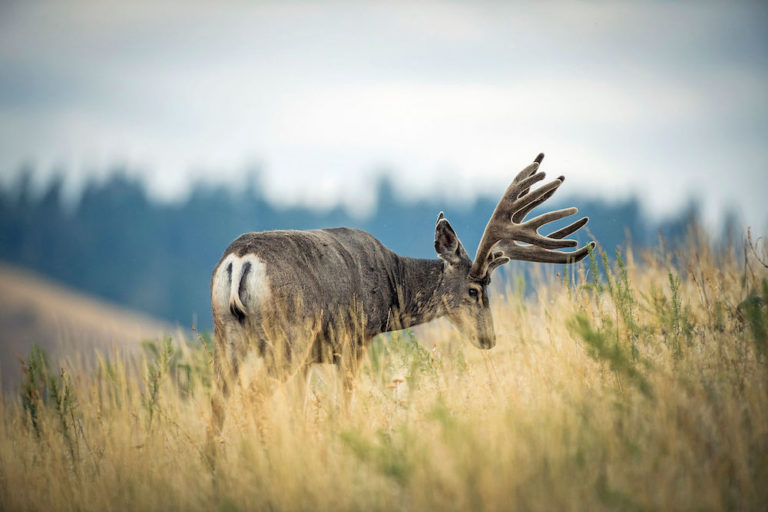 Mule Deer Versus White-tailed Deer Bowhunters United