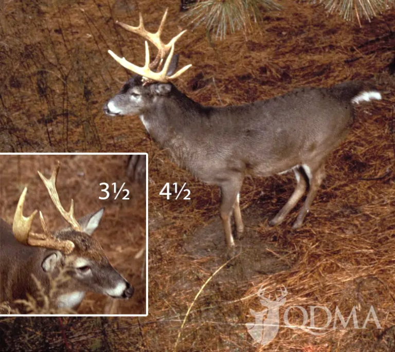 How to Age a Buck in Real Time Bowhunters United