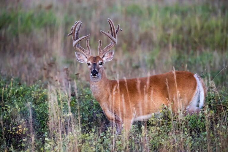 How to Plan a 2024 Deer Tour Bowhunters United